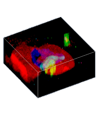 Raman Imaging - WITec Raman Imaging - Oxford Instruments